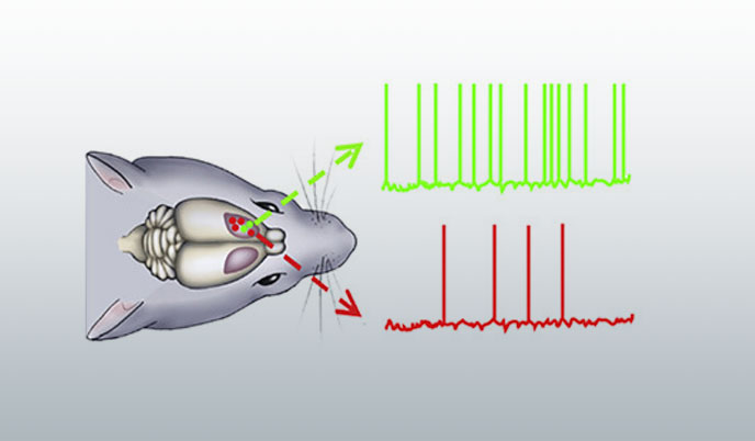 Stem cells can repair Parkinson’s-damaged circuits in mouse brains ...