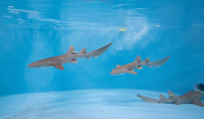 UW–Madison expert launches novel cancer research using sharks - School ...