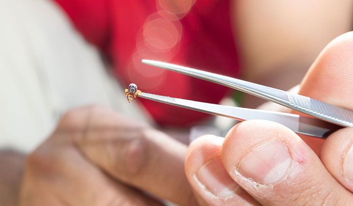 What's the tick forecast? - School of Medicine and Public Health
